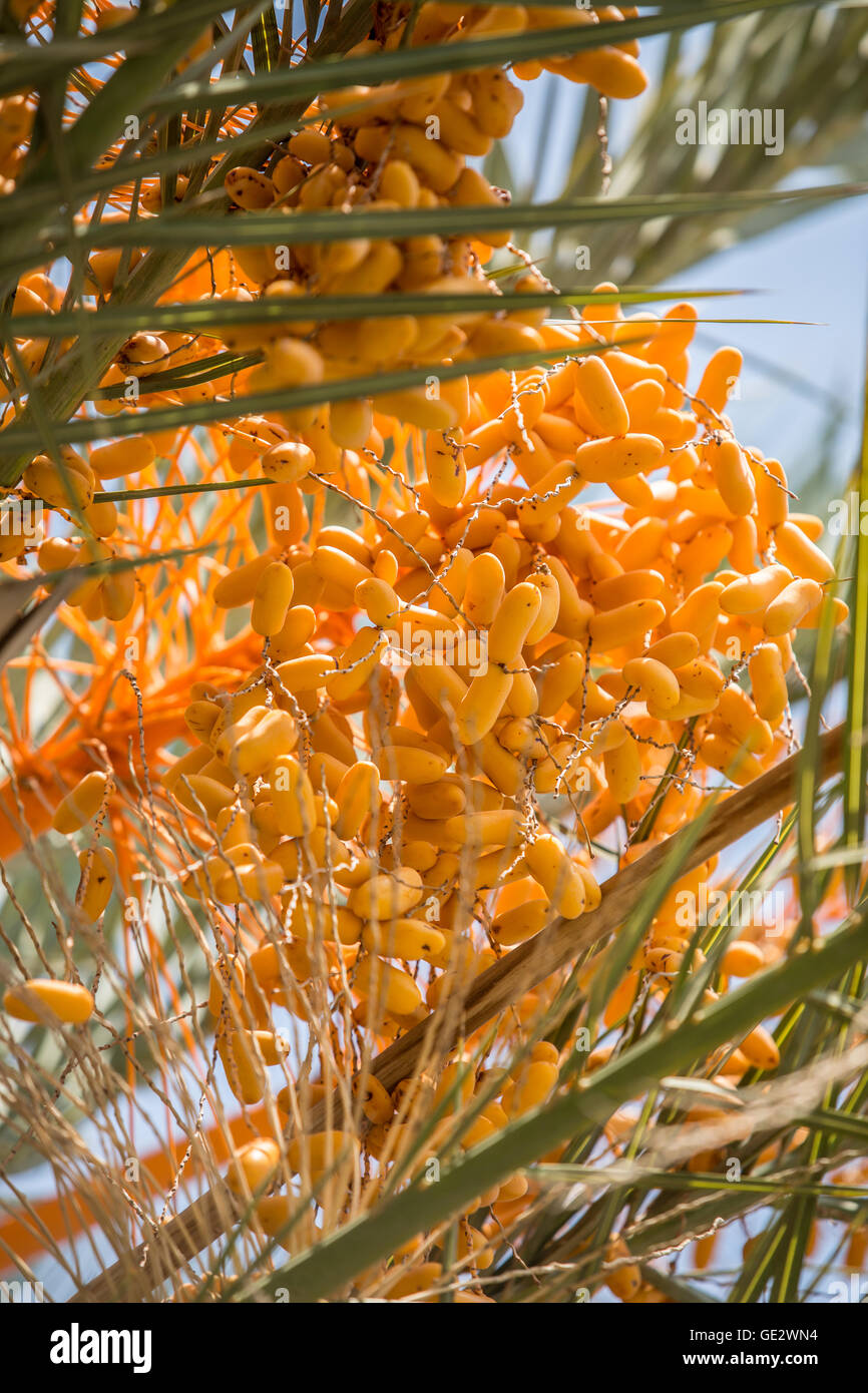 Date palm fruit hi-res stock photography and images - Alamy