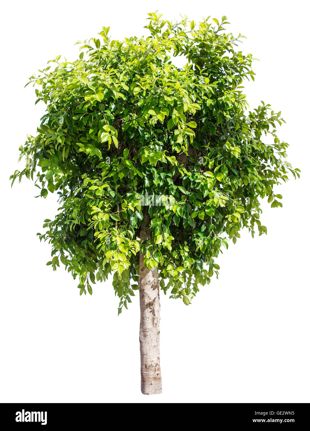 Ficus tree hi-res stock photography and images - Alamy