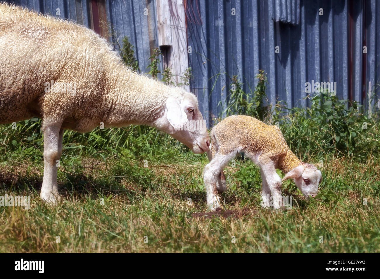 Mom sheep with small newly born lamb, grazing grass and sniffs her baby ...