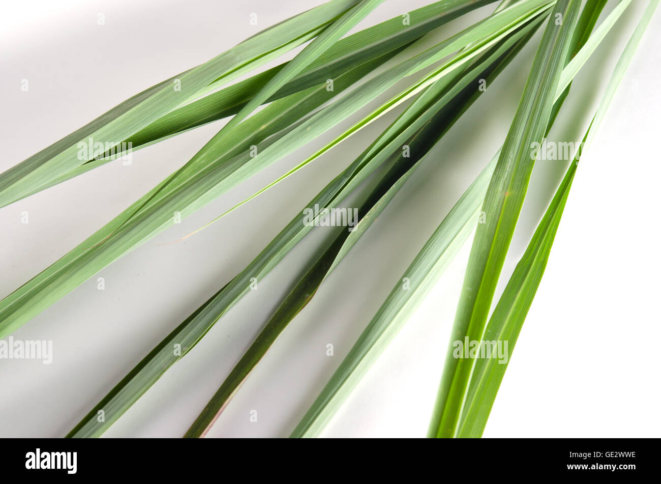 Lemon grass (Other names are lemongrass, barbed wire grass, silky heads ...