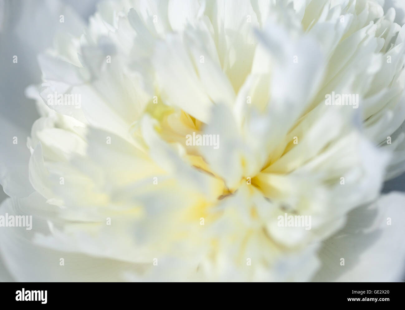 White flower closeup Stock Photo - Alamy