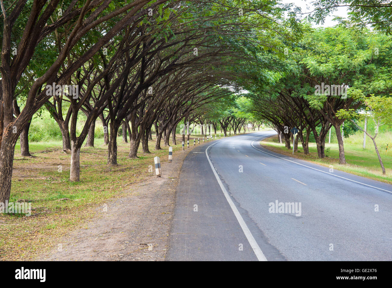 Roads with tree tunnel Stock Photo - Alamy