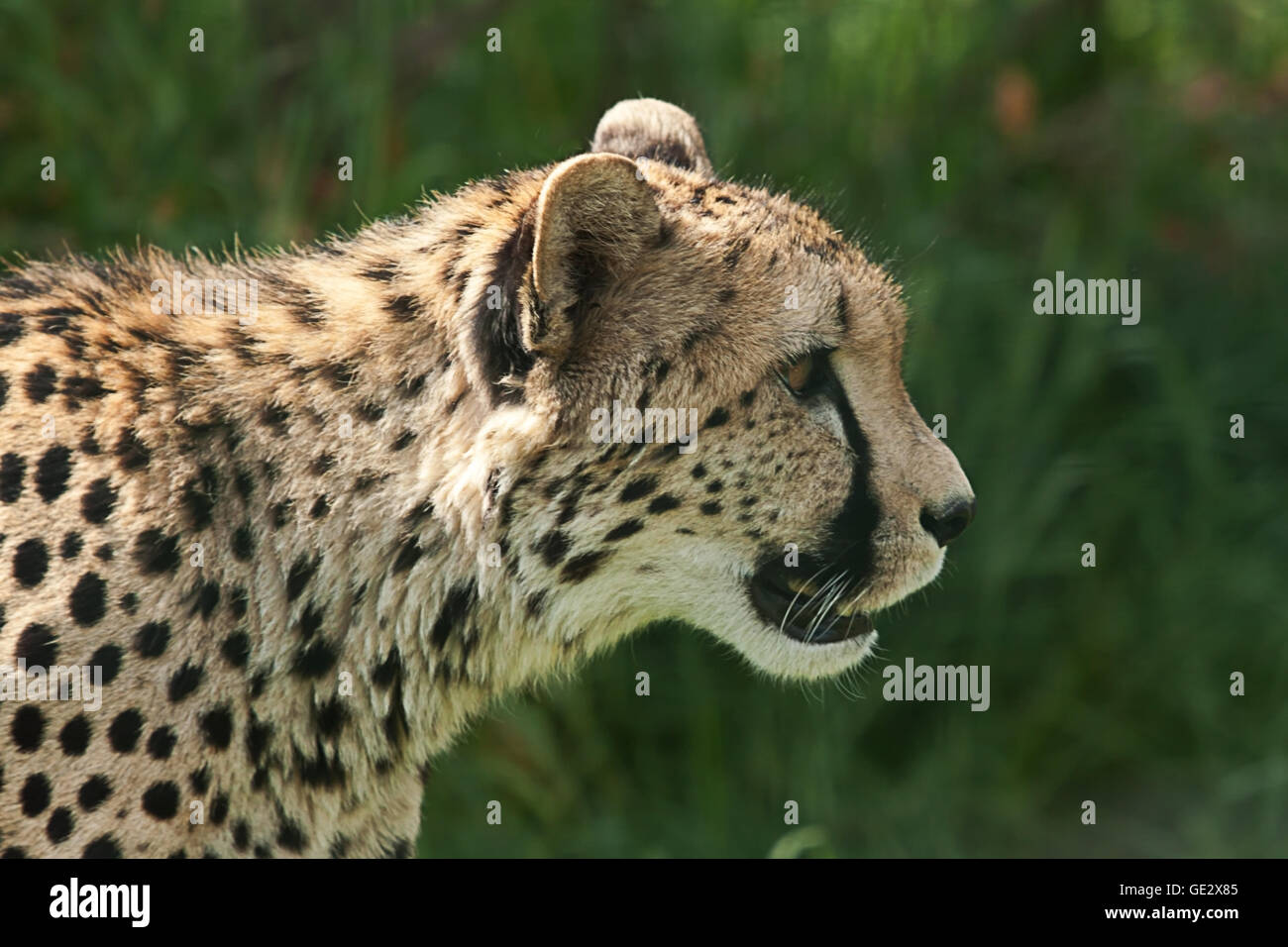 photographic portrait of an alert Cheetah Stock Photo - Alamy