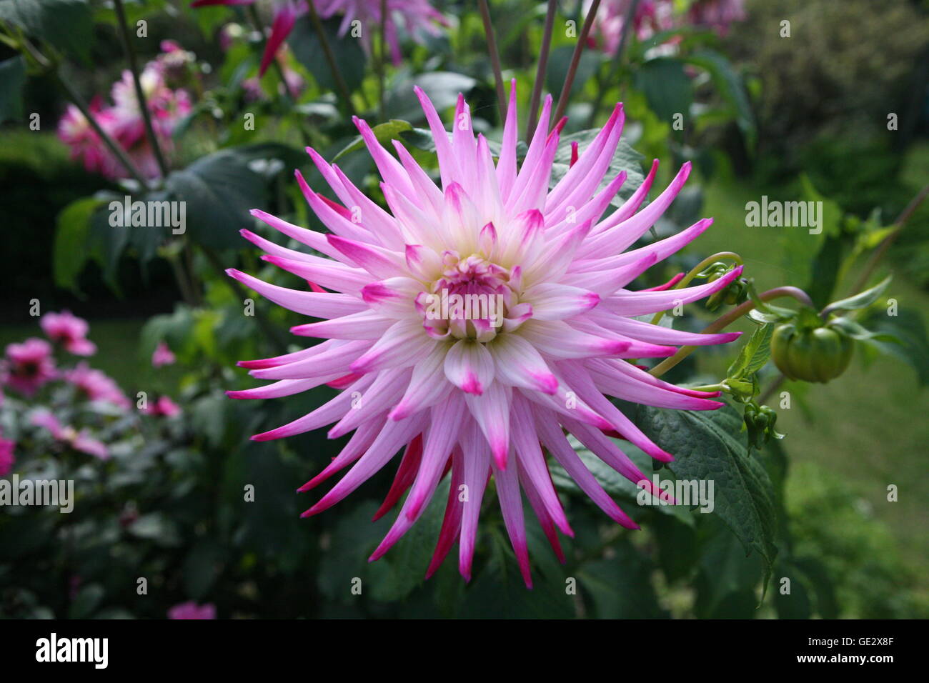 Close Up of the exotic 'Dutch Explosion ' Dahlia Stock Photo - Alamy