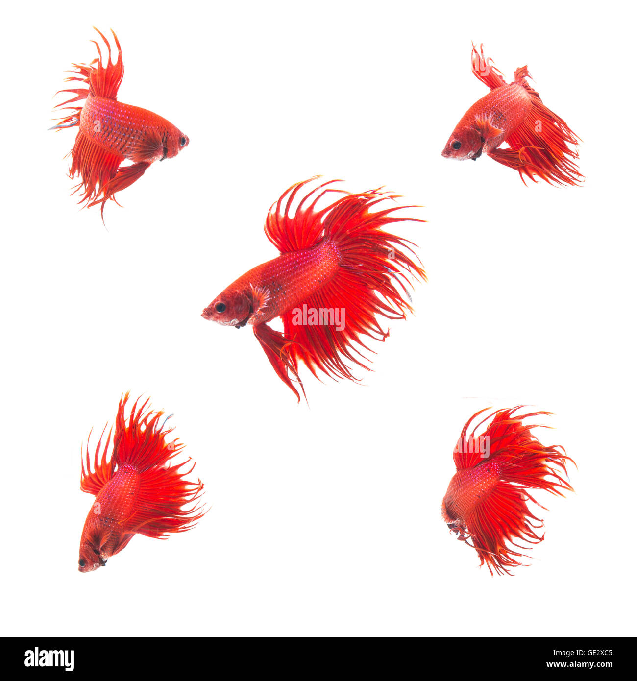 Collection Group of orange red siamese fighting fish, Betta splendens ...