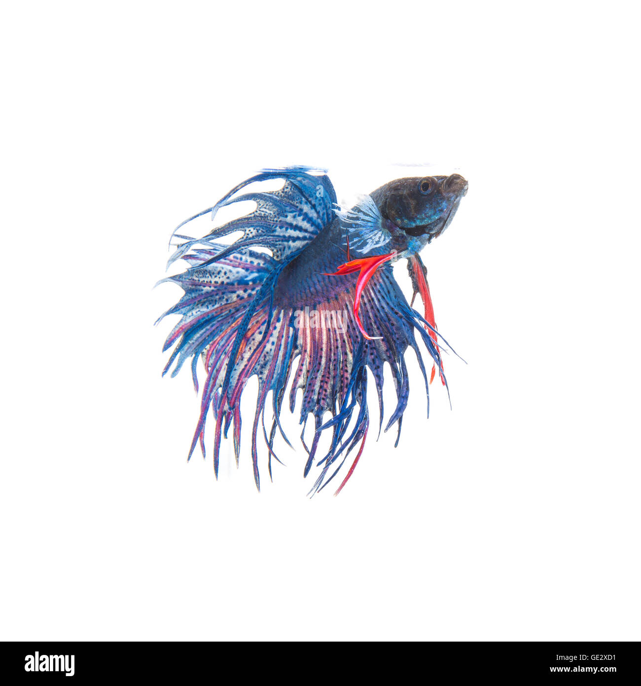 Betta face hi-res stock photography and images - Alamy