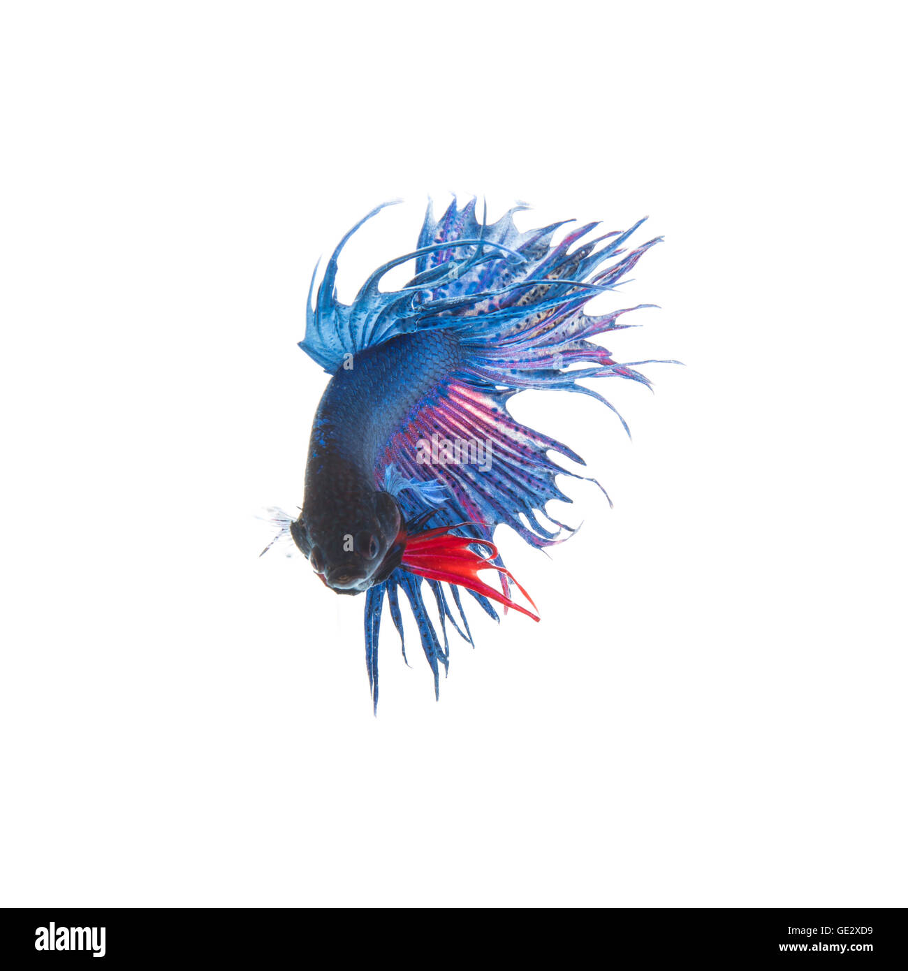 Blue siamese fighting fish, betta splendens isolated on white ...