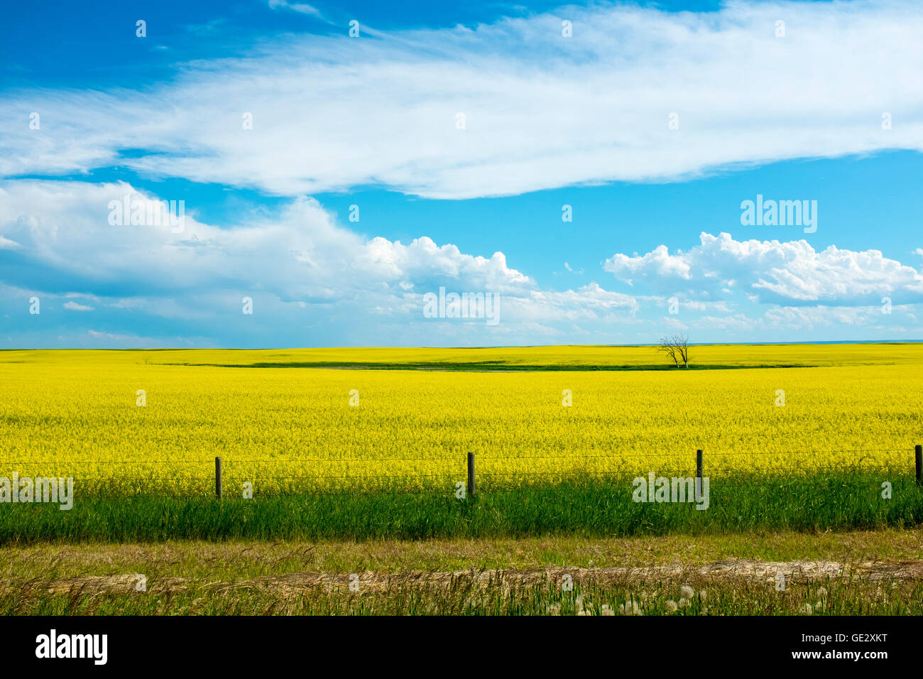 Alberta canola hi-res stock photography and images - Alamy