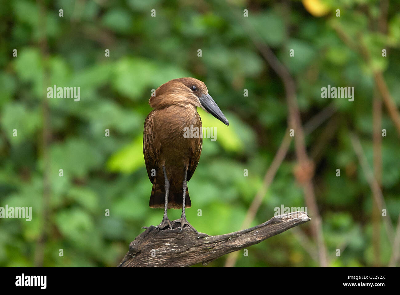 Lurking hi-res stock photography and images - Alamy