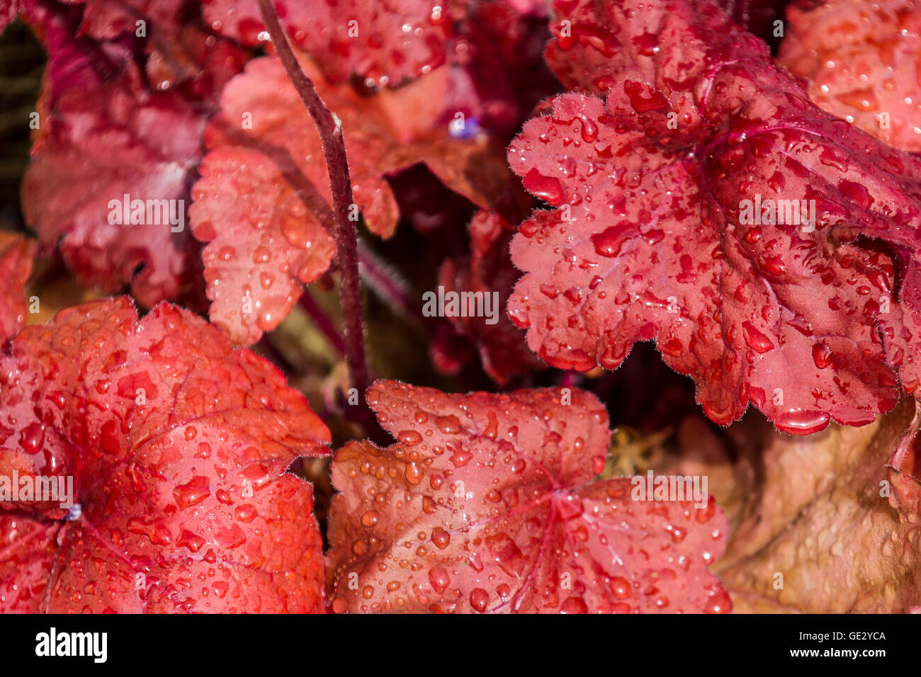 Heuchera plant at the RHS Royal Horticultural Society 2016 Flower Show ...