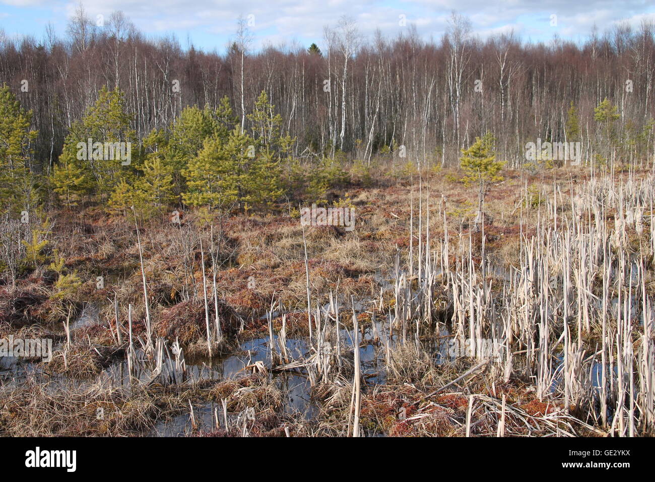 Swedish spring hi-res stock photography and images - Alamy