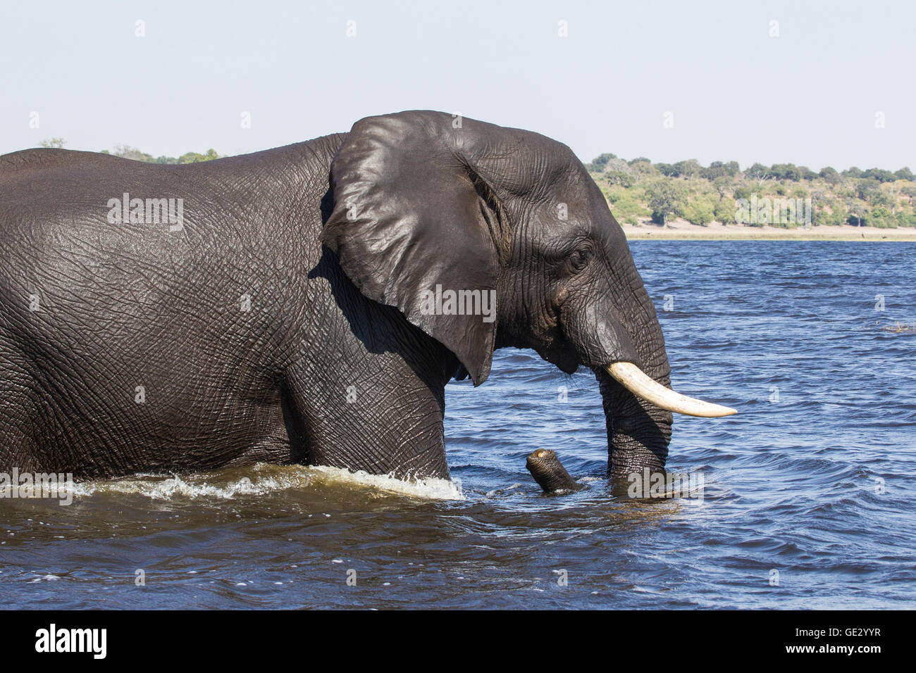 Elephant side view hi-res stock photography and images - Alamy