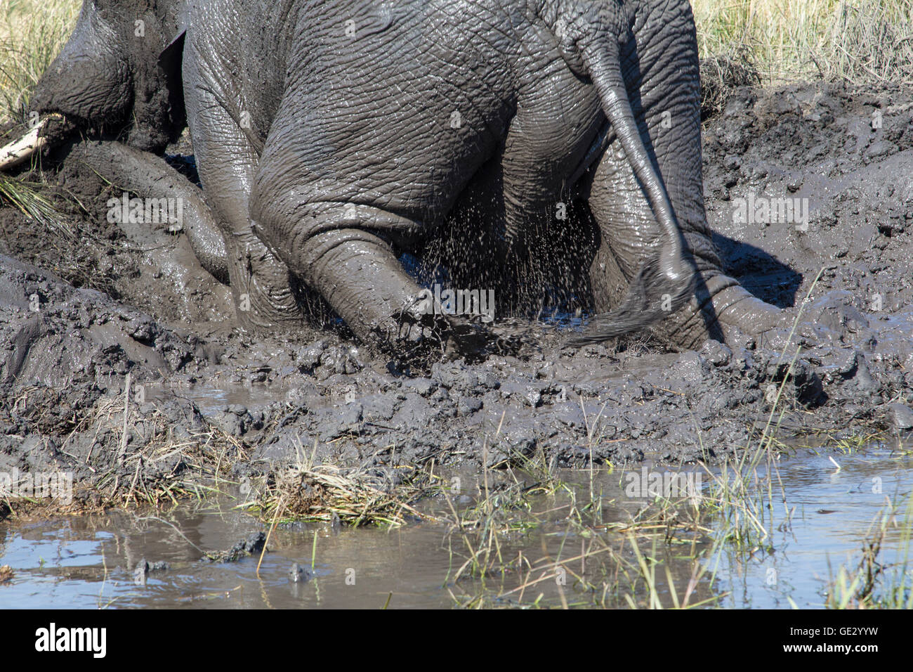 Elephant in heat hi-res stock photography and images - Alamy