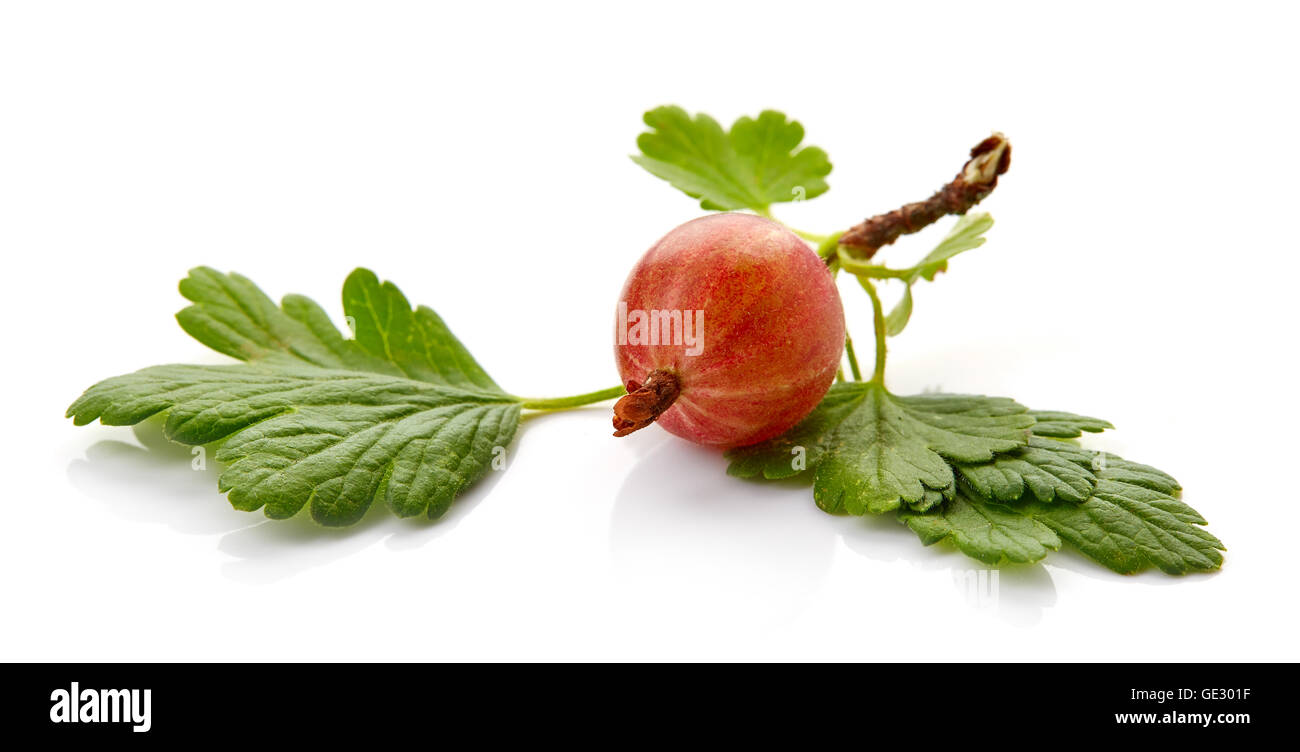 Ripe red gooseberry with leaves isolated on white background Stock ...