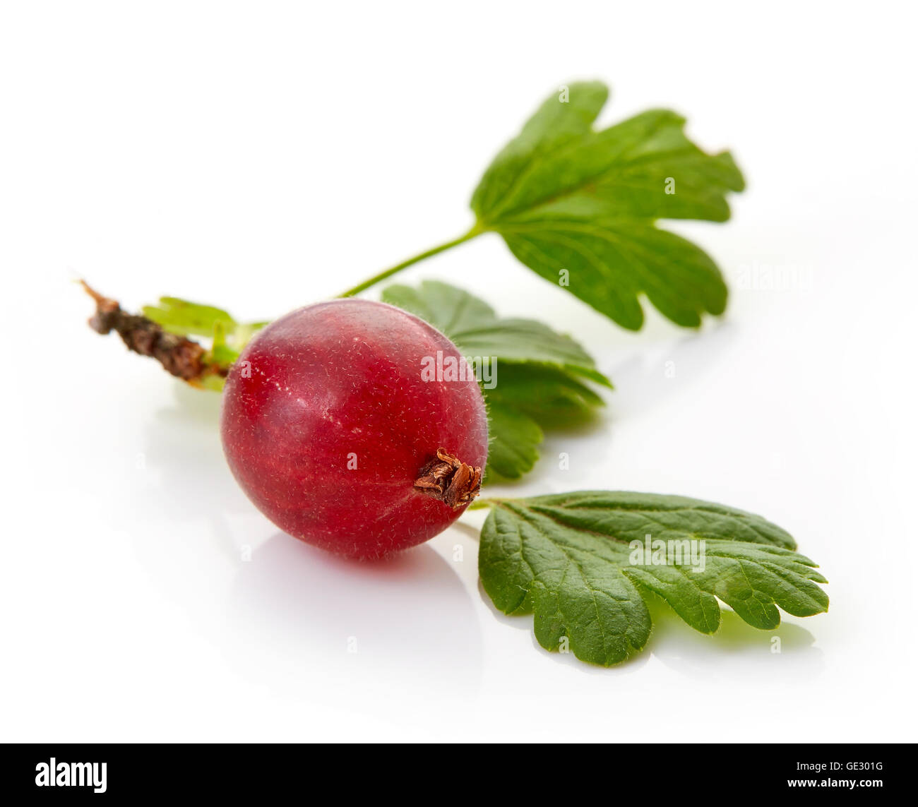 Ripe red gooseberry with leaves isolated on white background Stock ...
