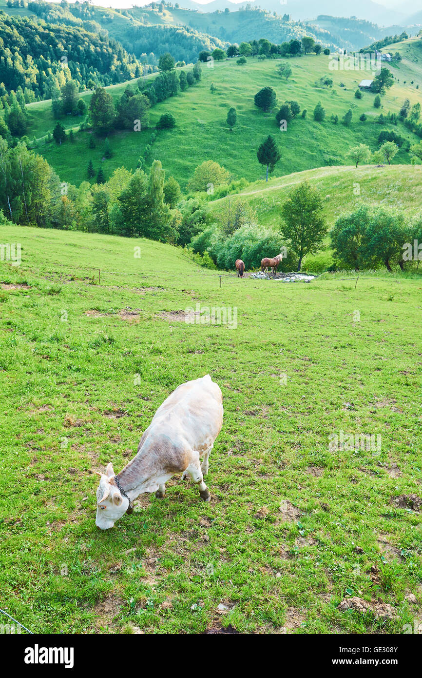Beautiful cow eating grass on hi-res stock photography and images - Alamy