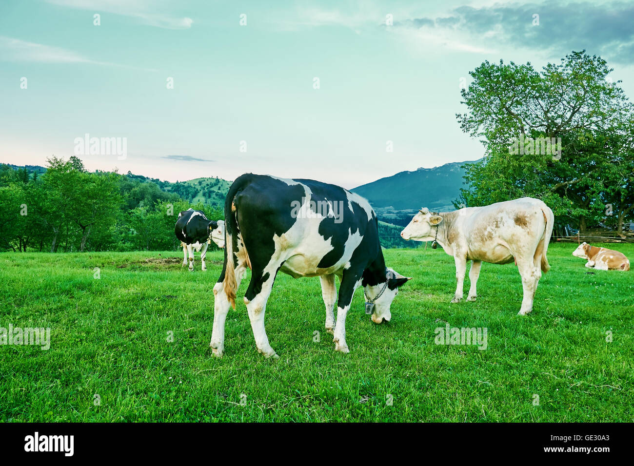 Cows eating grass on a field, blue sky in the nature Stock Photo - Alamy