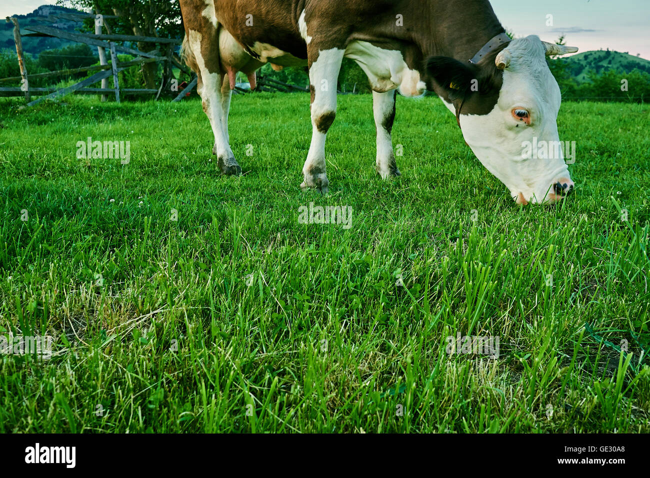 Close up view of a cow eating grass on a farm Stock Photo - Alamy
