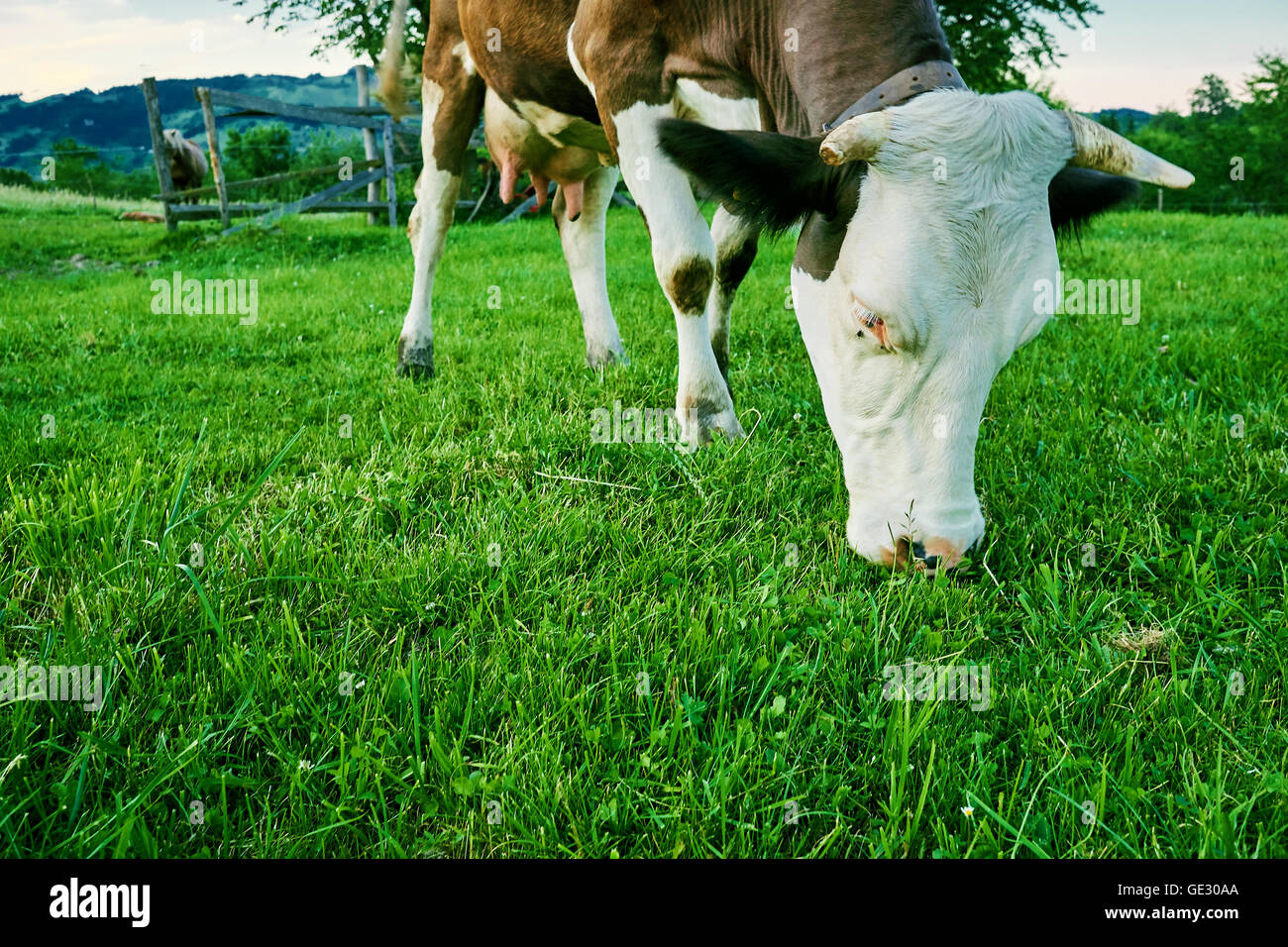 Cow eating grass green pasture hi-res stock photography and images - Alamy