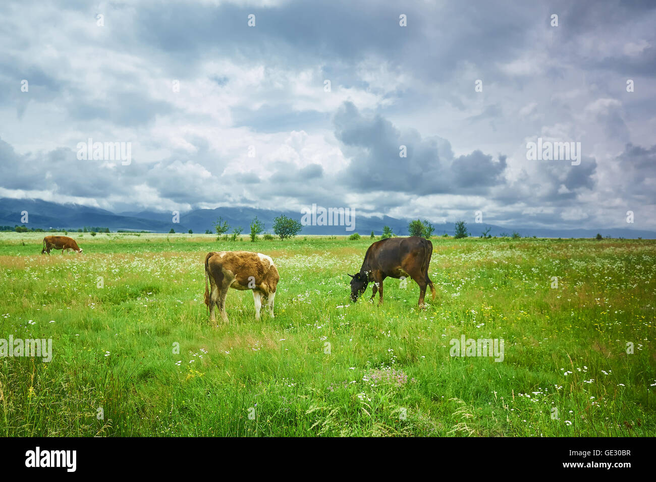 Cows eating grass on a farm in daylight, under a dark stormy sky Stock ...