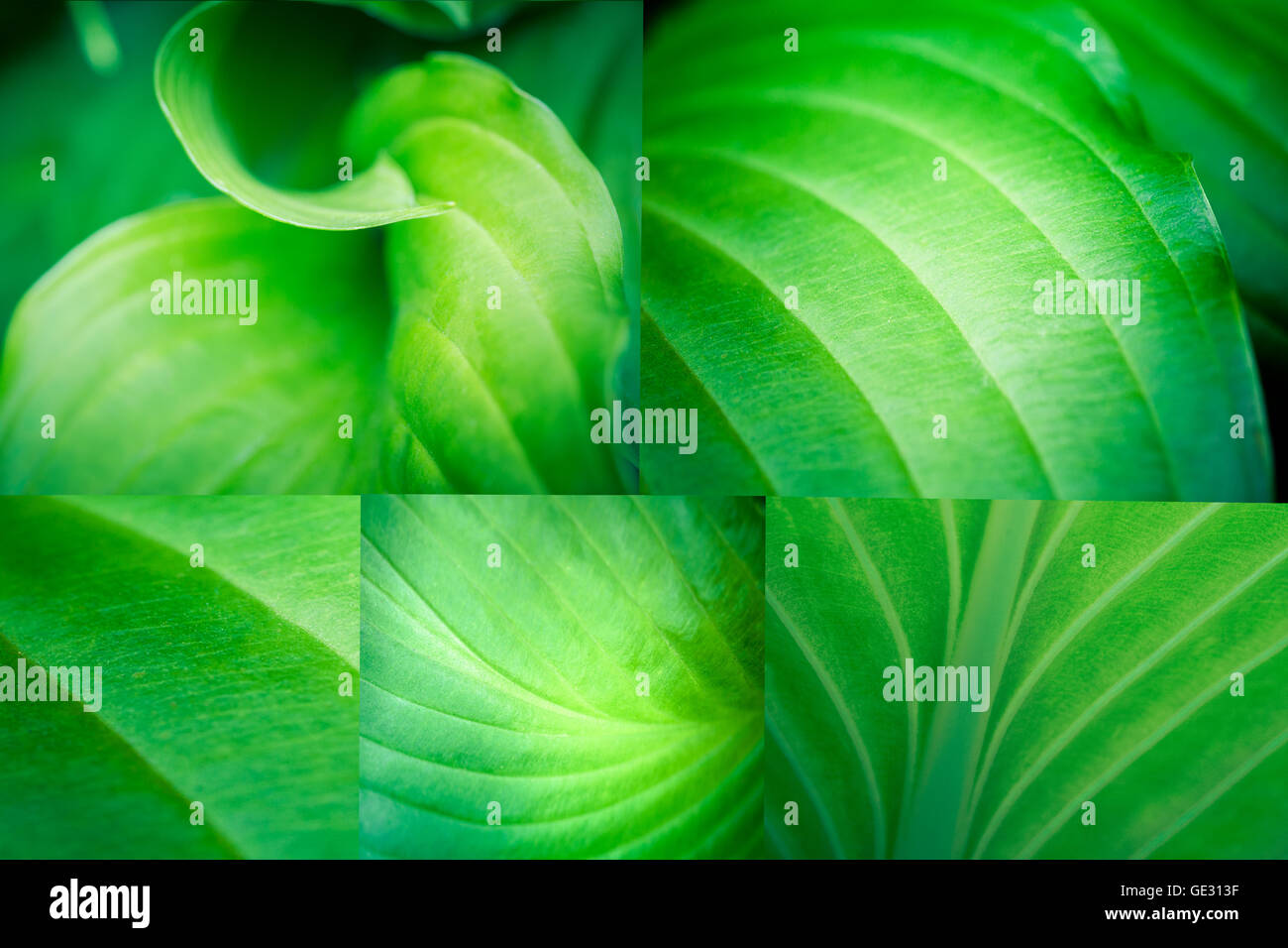 Leaf collage hi-res stock photography and images - Alamy