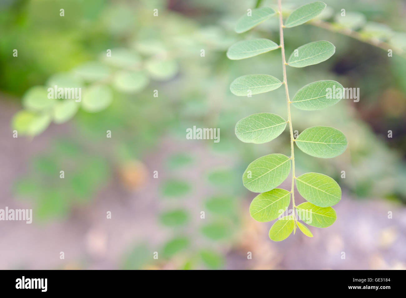 Moringa (Other names are Moringa oleifera Lam., MORINGACEAE, Futaba kom ...