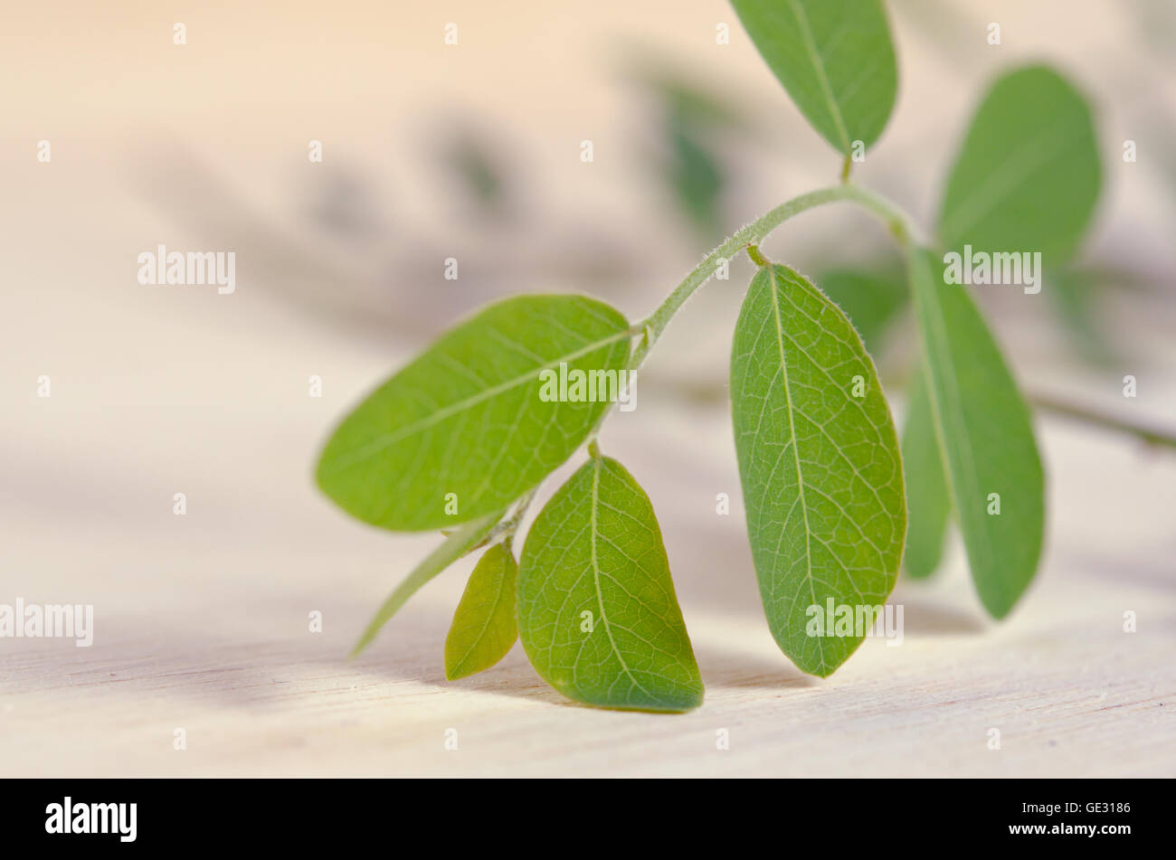 Moringa (Other names are Moringa oleifera Lam., MORINGACEAE, Futaba kom ...