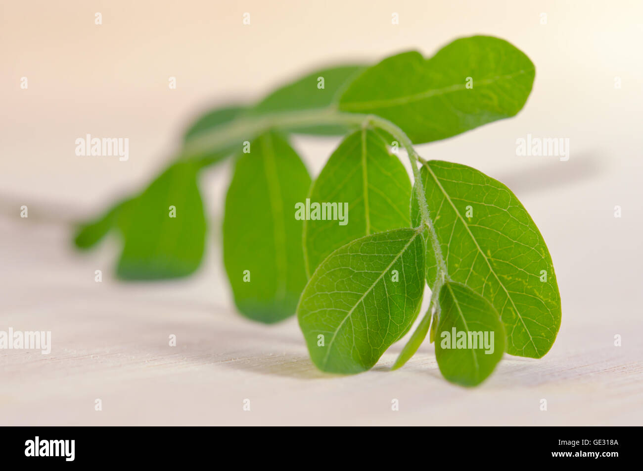 Moringa (Other names are Moringa oleifera Lam., MORINGACEAE, Futaba kom ...