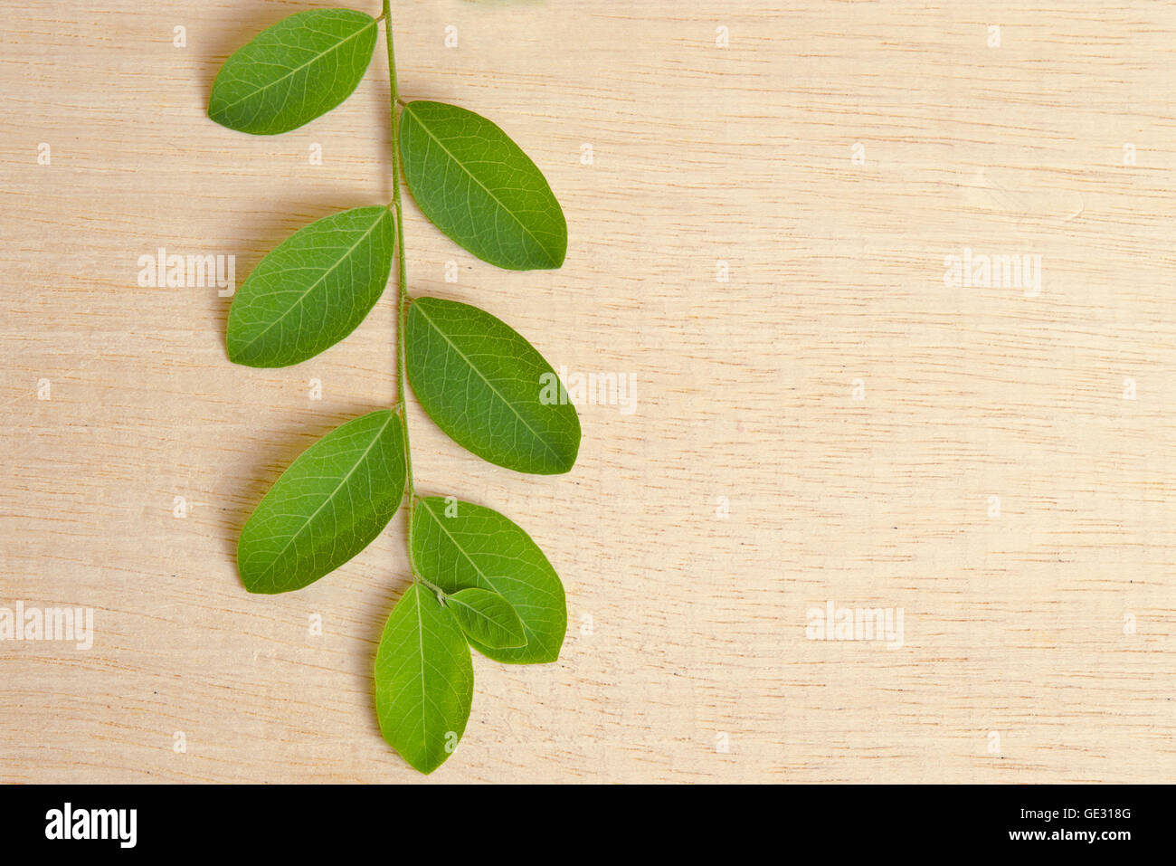 Moringa (Other names are Moringa oleifera Lam., MORINGACEAE, Futaba kom ...