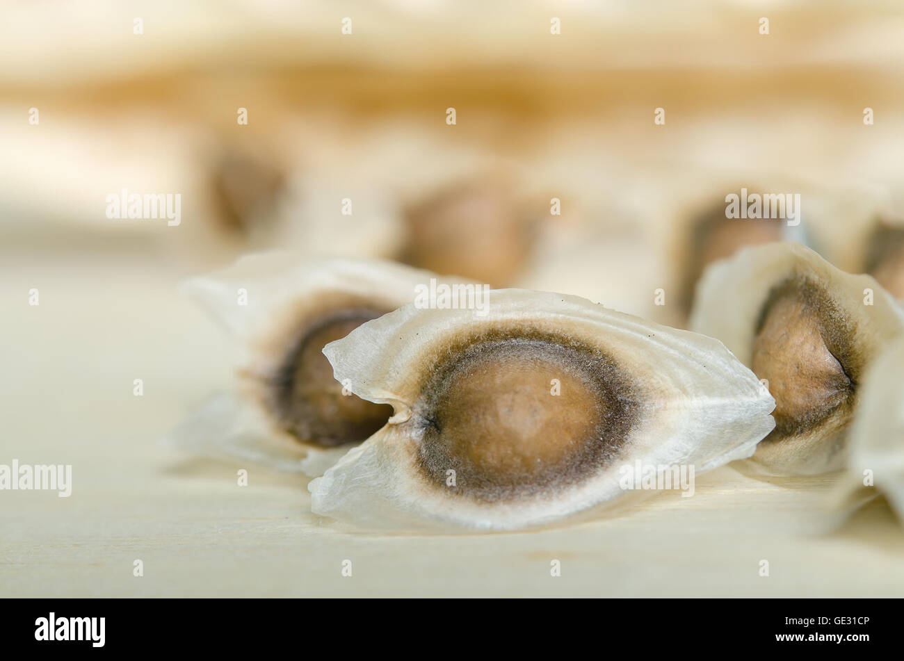 Moringa (Other names are Moringa oleifera Lam., MORINGACEAE, Futaba kom ...