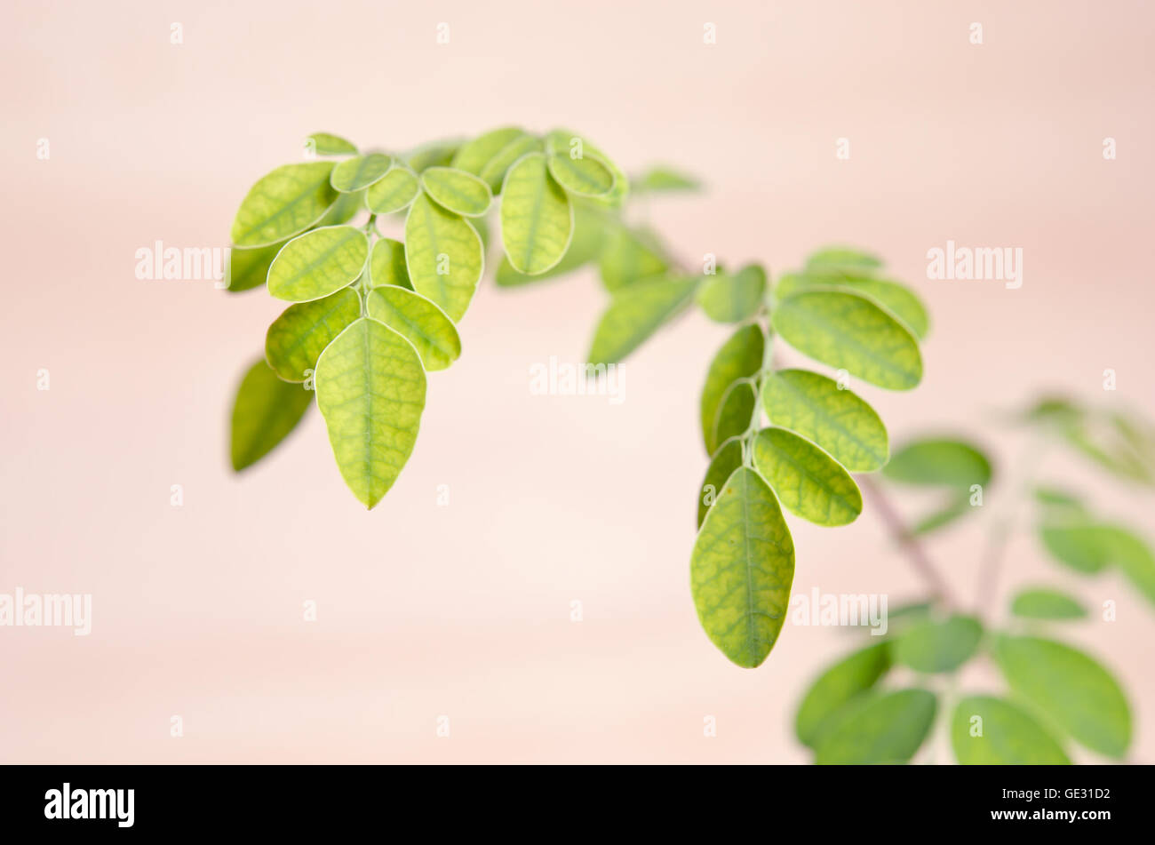 Moringa (Other names are Moringa oleifera Lam., MORINGACEAE, Futaba kom ...