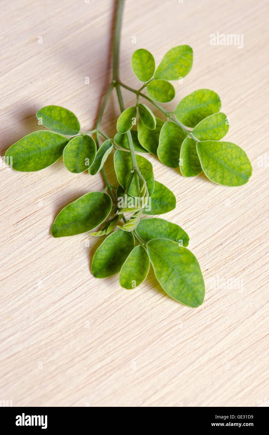 Moringa (Other names are Moringa oleifera Lam., MORINGACEAE, Futaba kom ...