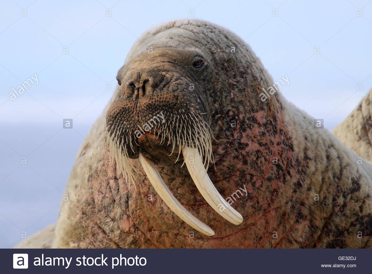 Walrus Stock Photos & Walrus Stock Images - Alamy