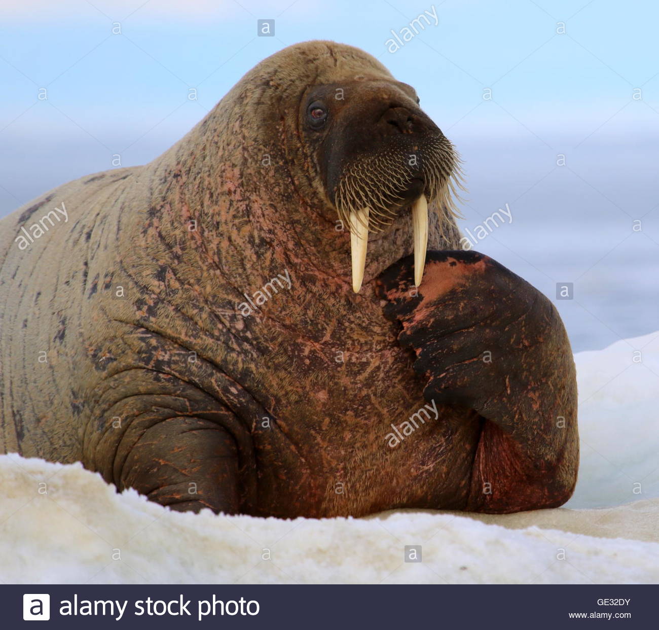 Walrus Stock Photos & Walrus Stock Images - Alamy