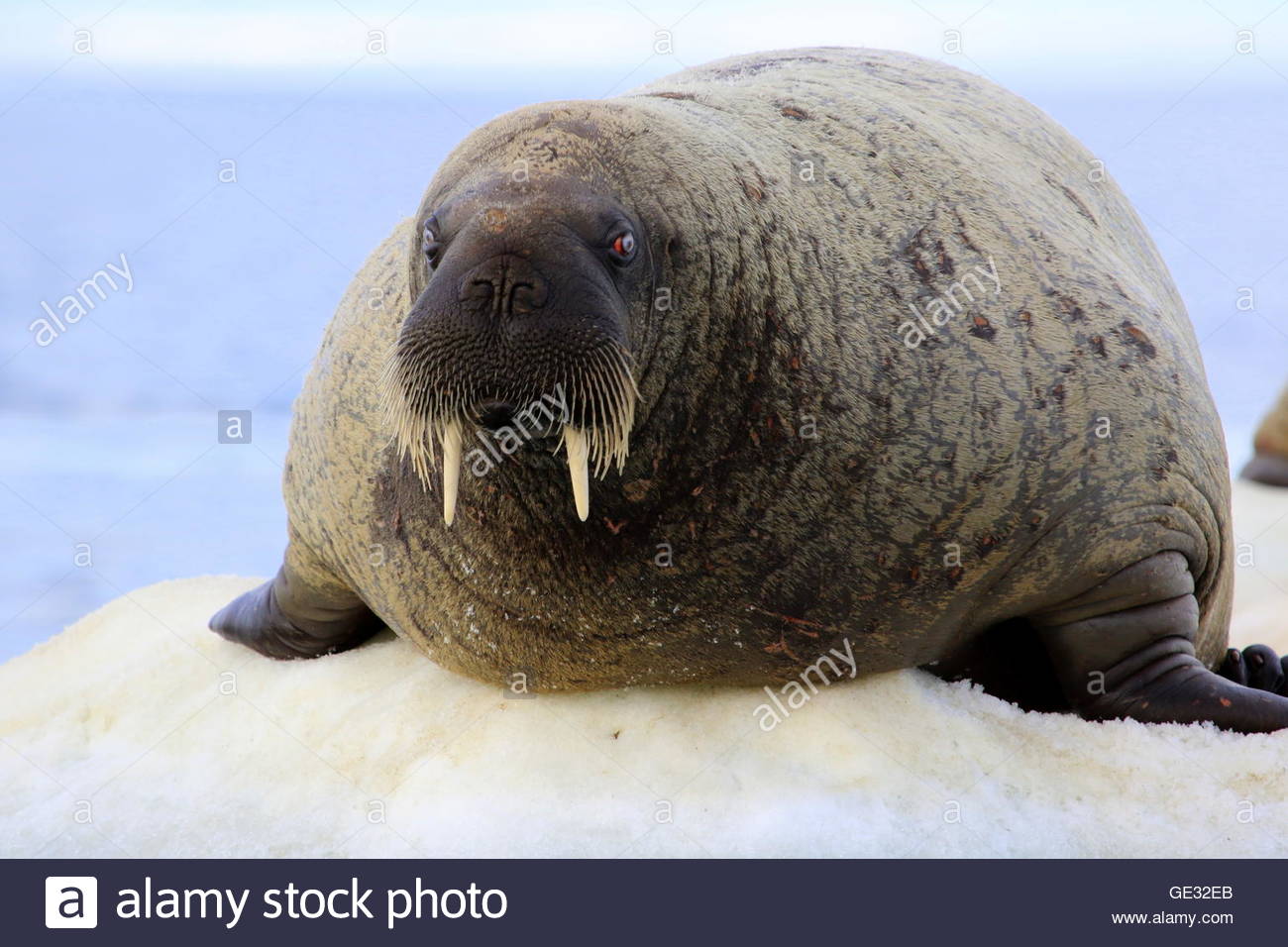 Walrus Stock Photos & Walrus Stock Images - Alamy