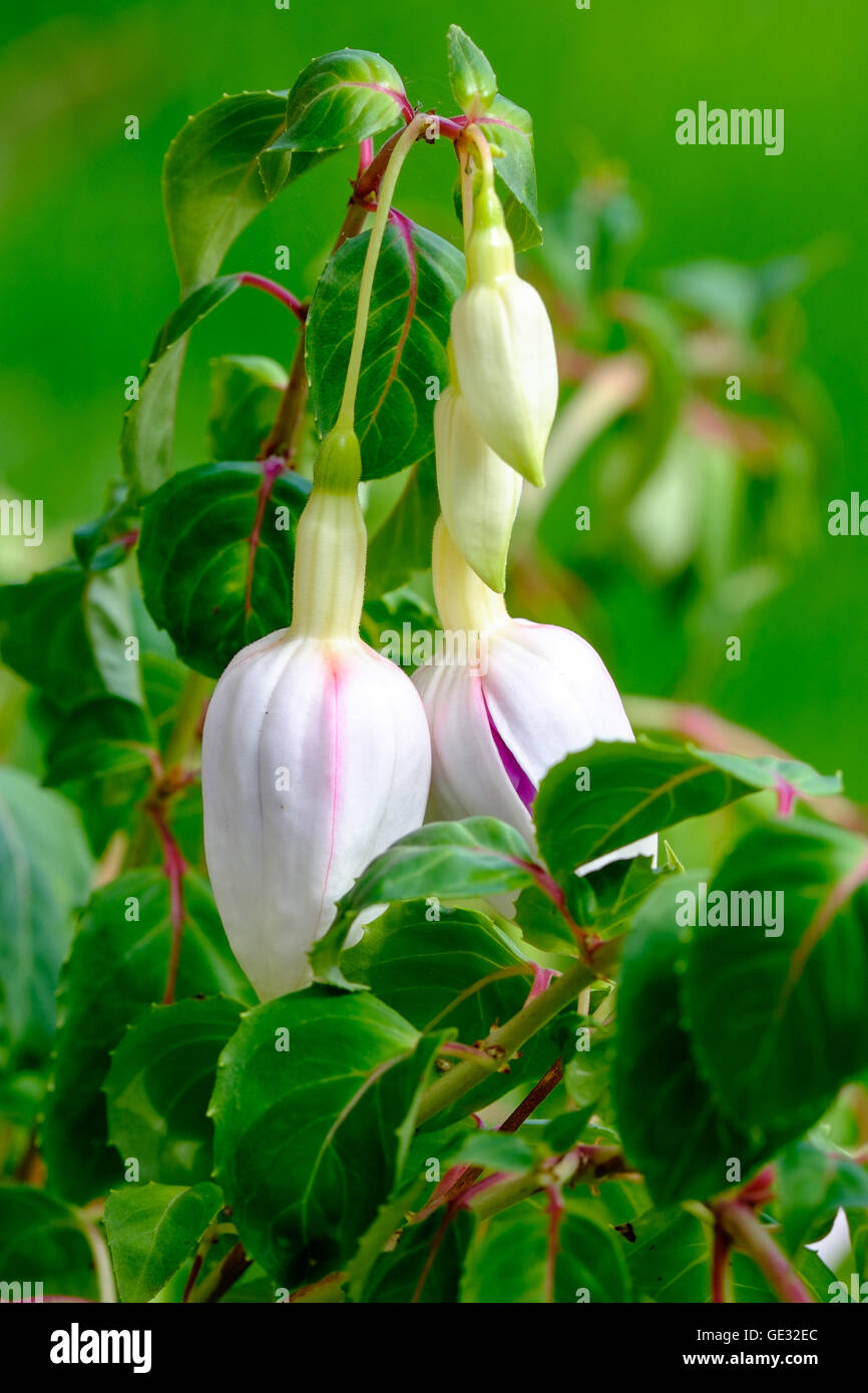 Fuscia hi-res stock photography and images - Alamy