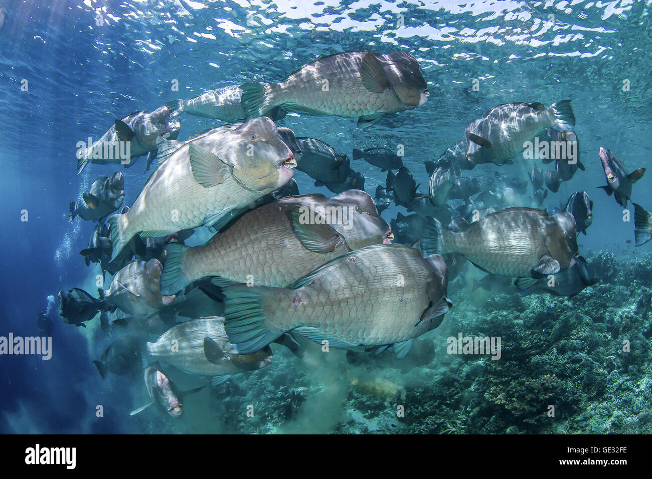 Bumphead Parrotfish Bite