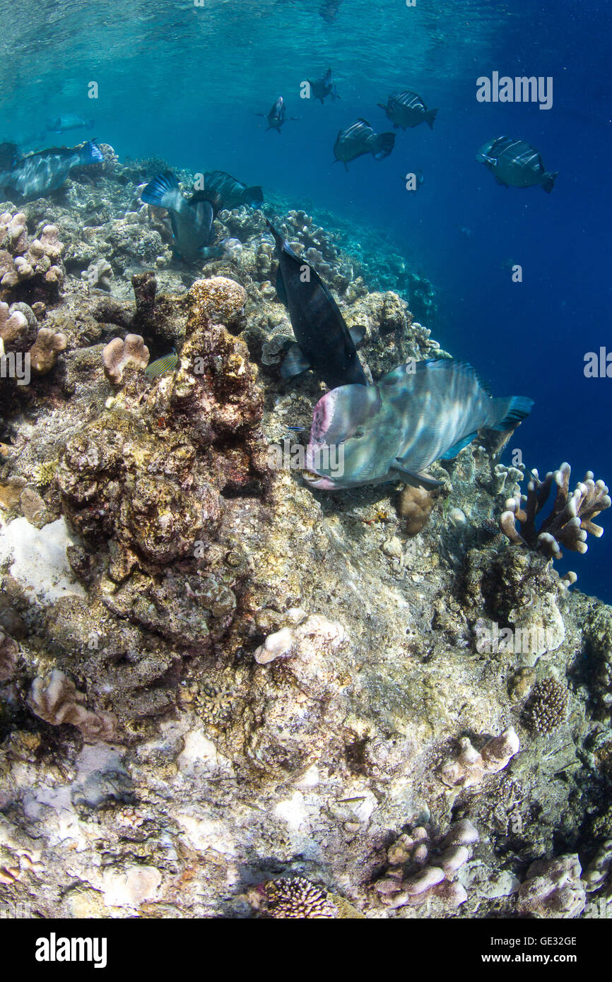 bumphead parrot fish coral reef PADI scuba diver underwater colors ...
