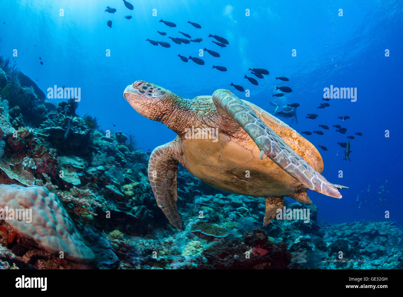 Turtle coral reef PADI scuba diver underwater colors ocean aquatic ...