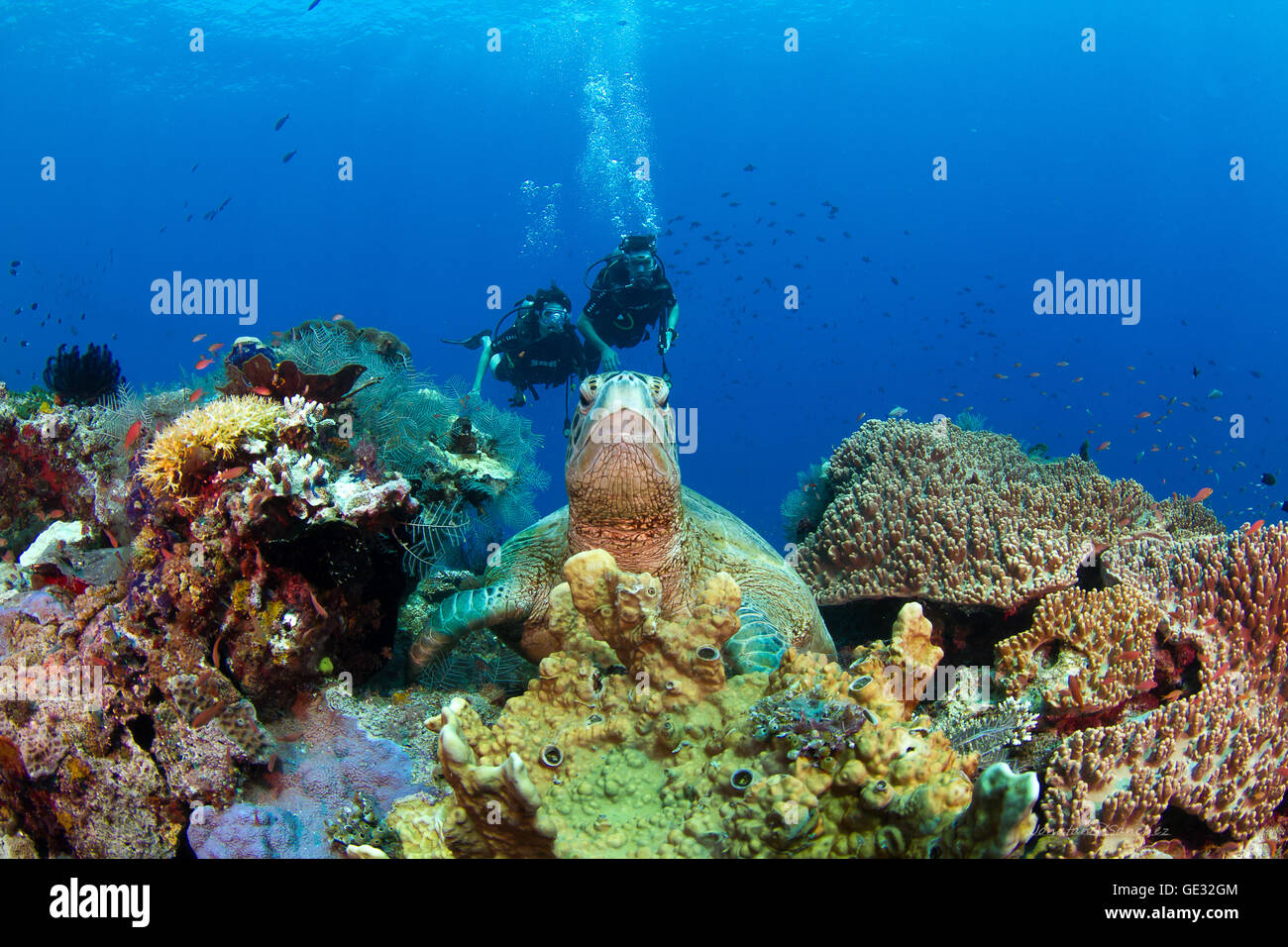 Turtle coral reef PADI scuba diver underwater colors ocean aquatic ...