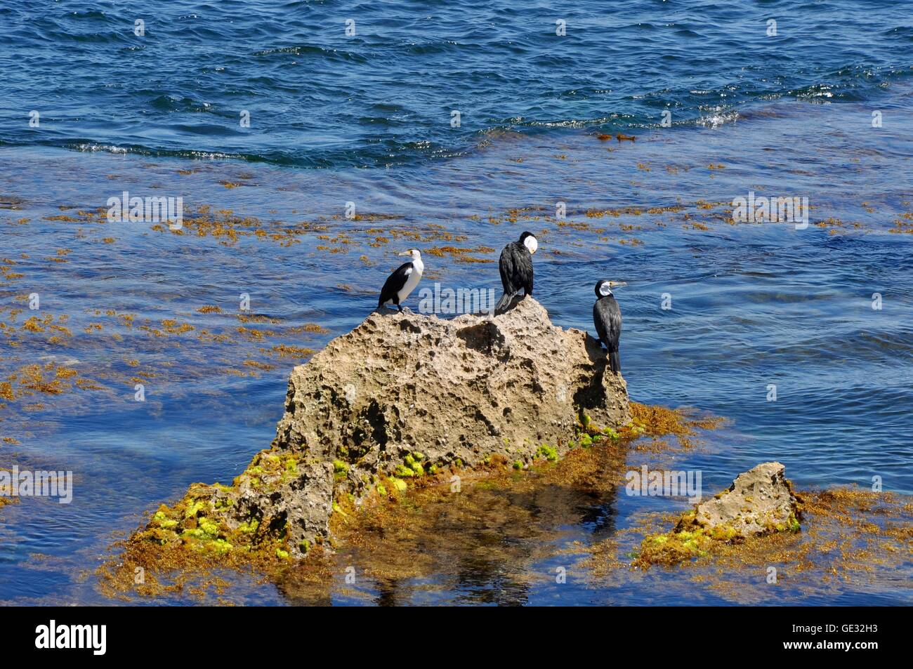 Australian Pied Cormorants High Resolution Stock Photography and Images ...