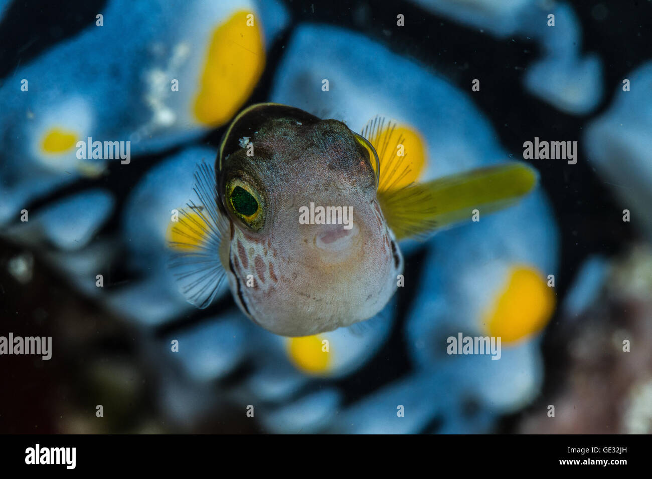 toby fish coral reef PADI scuba diver underwater colors ocean aquatic ...