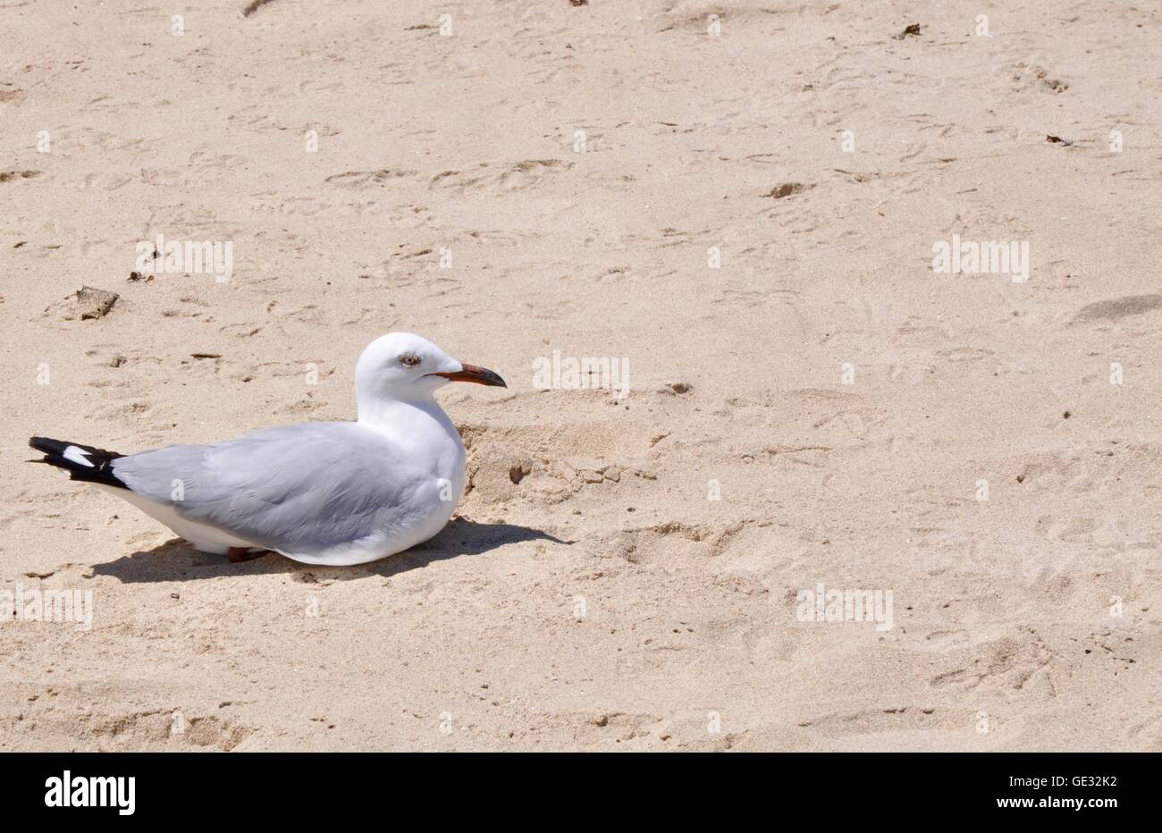 Silver sea gull resting in profile on the sandy beach at Point Peron in ...