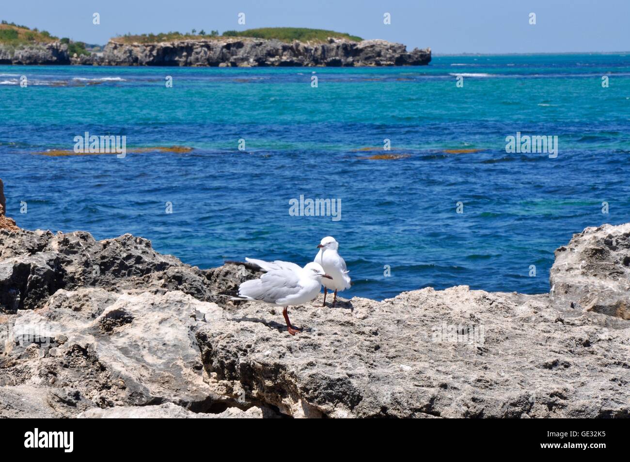 Silver sea gulls on limestone rock formations at Point Peron with ...