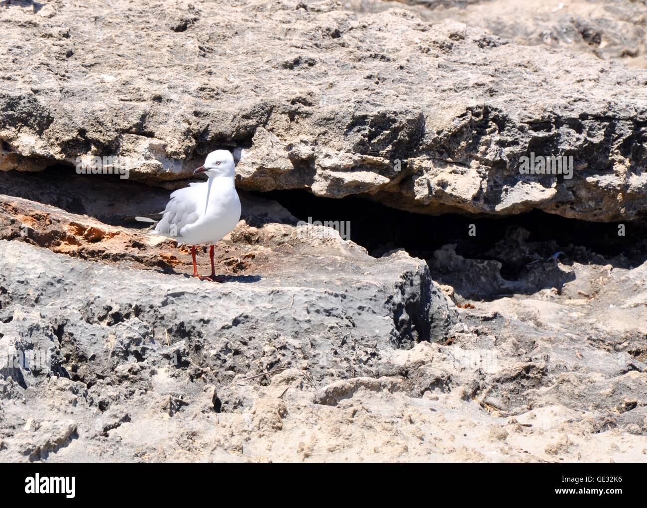Silver sea gull on the rugged limestone rock formations at Point Peron ...