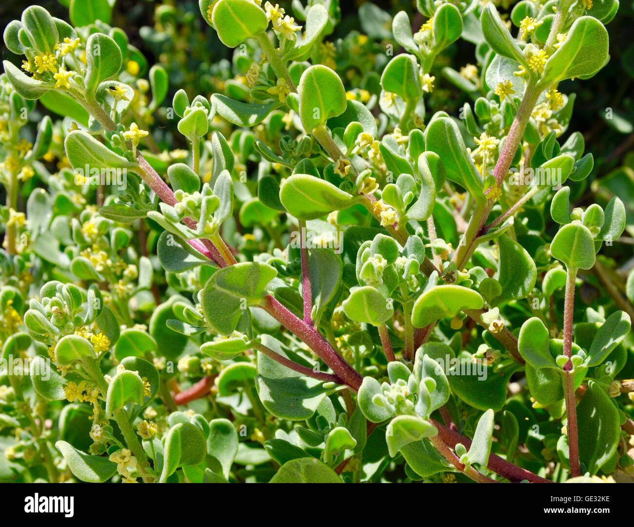 Coastal dune weed with velvety green leaves, red stems and yellow ...