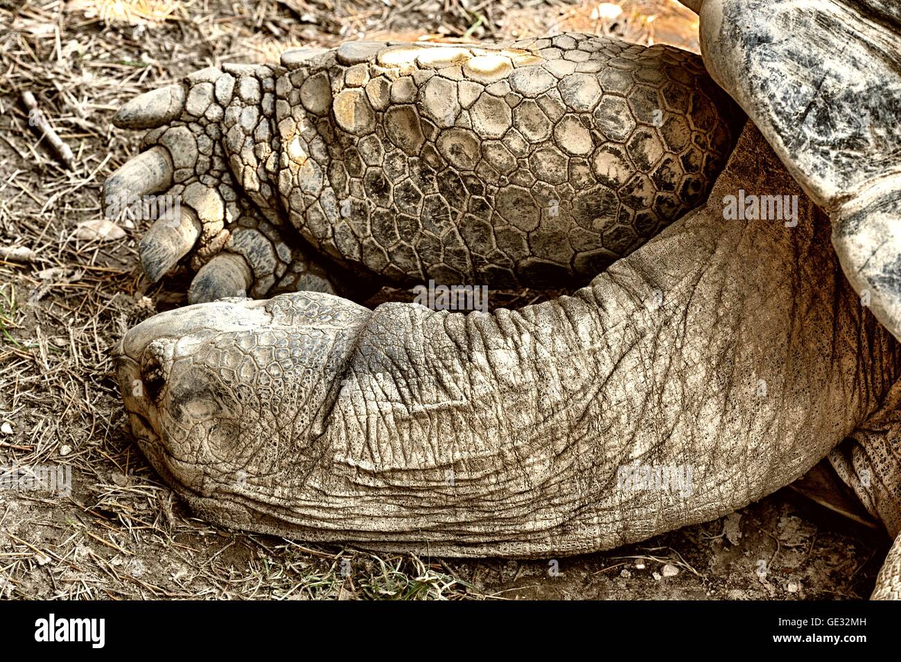 Turtle shell shape hi-res stock photography and images - Alamy
