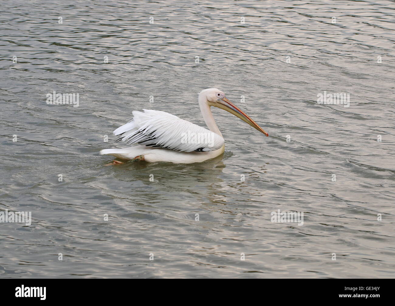 Pelican swimming in a lake taken at side view Stock Photo - Alamy