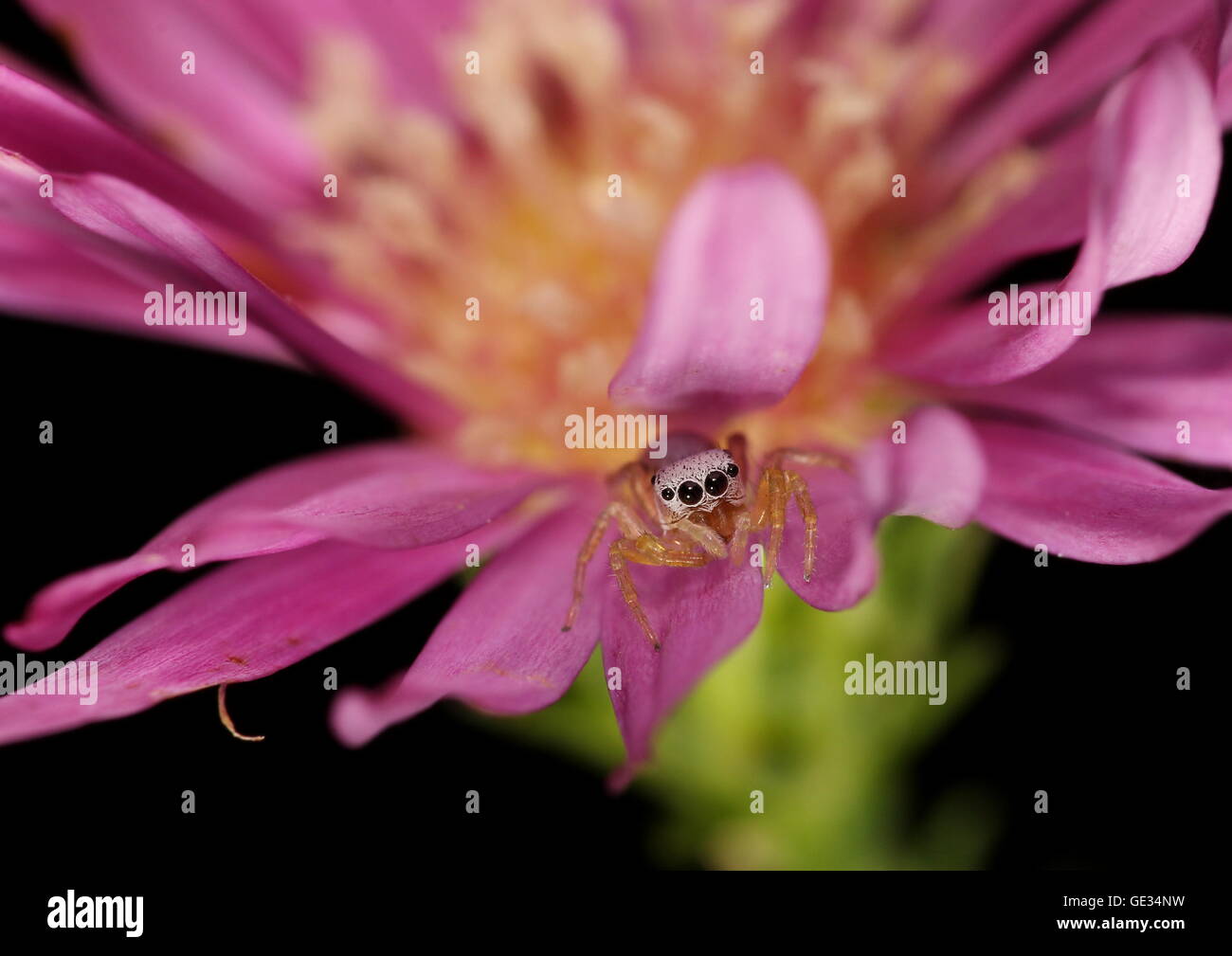 White jumping spider hiding in-between a pink daisy petals taken with ...
