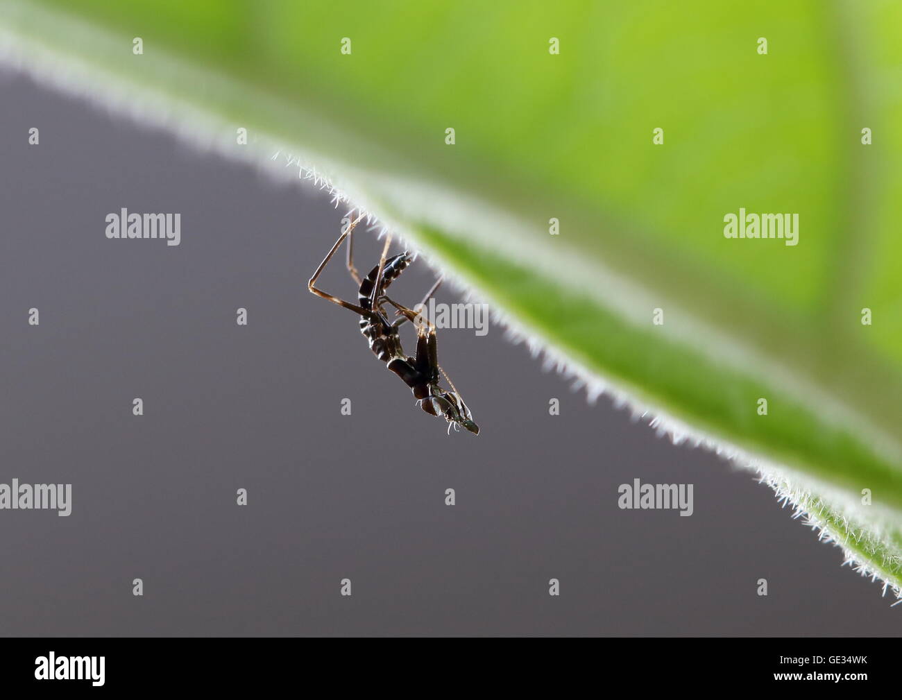 Molt of a black praying mantis, mantis religiosa Stock Photo - Alamy